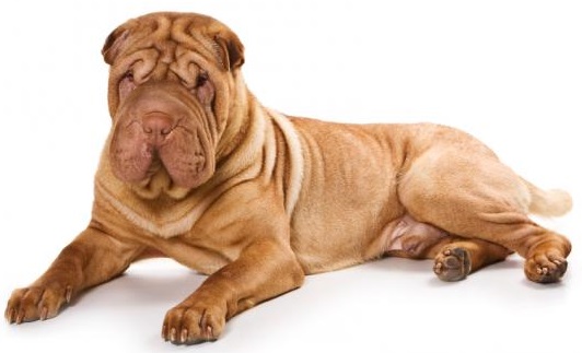 El Sharpei: Historia, mitos y cuidados. - MiPet